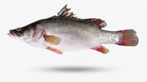 Nile Perch Whole – Samaki Delights